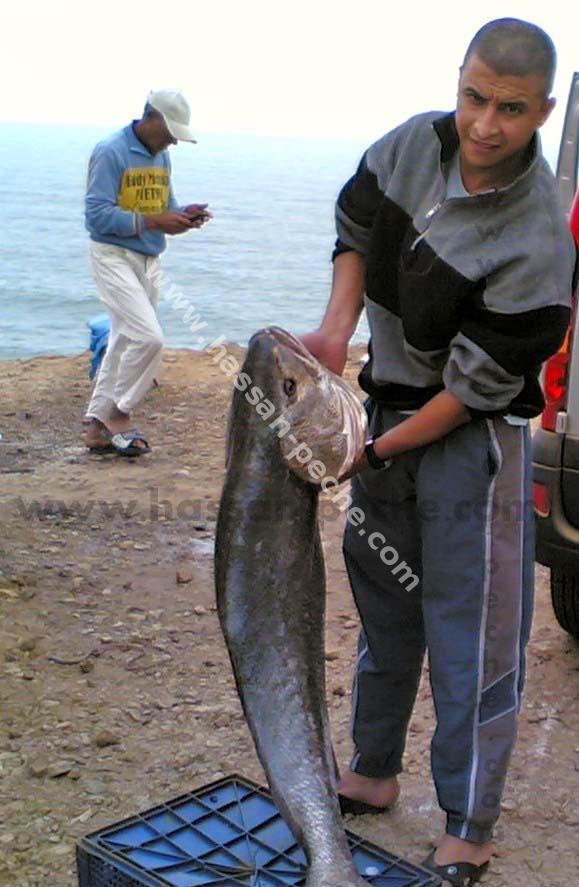 Courbine pechée sur une plage près de tan tan - Peche Maroc
